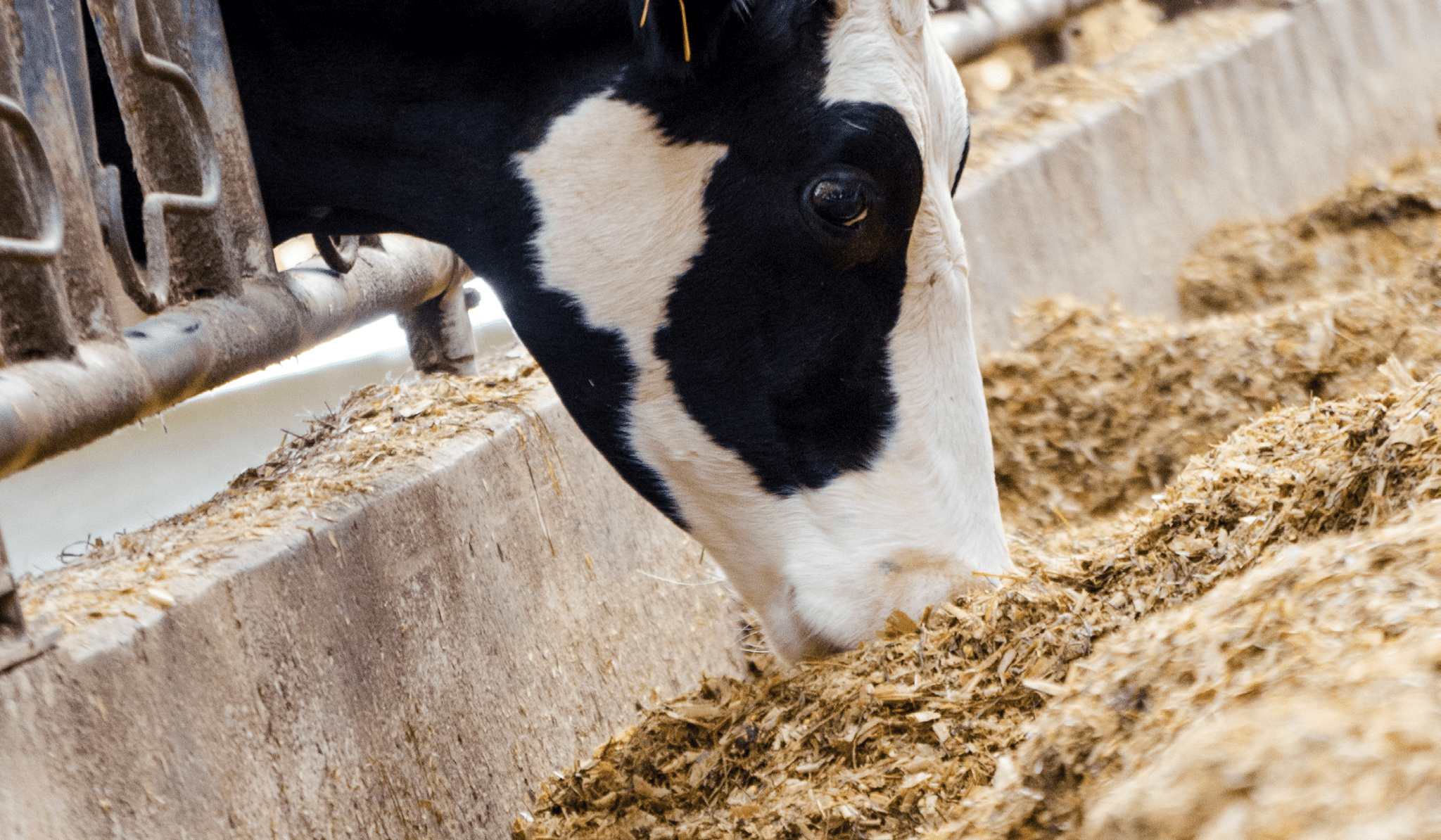 CALSEA Offer - Phosphea