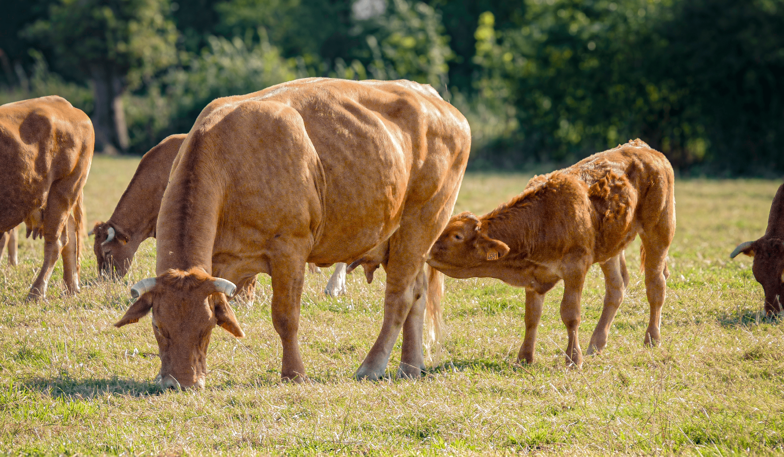 Mag 26 Ruminants - Phosphea