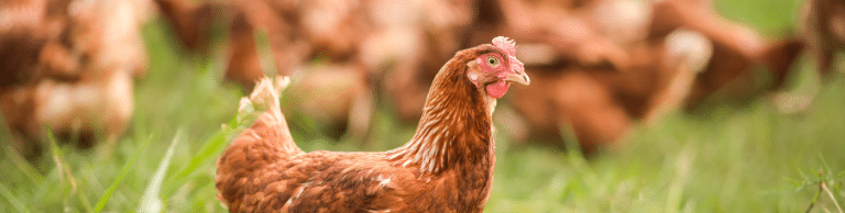 Hum IPHORA - Phosphea