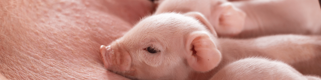 Hum IPHORA - Phosphea