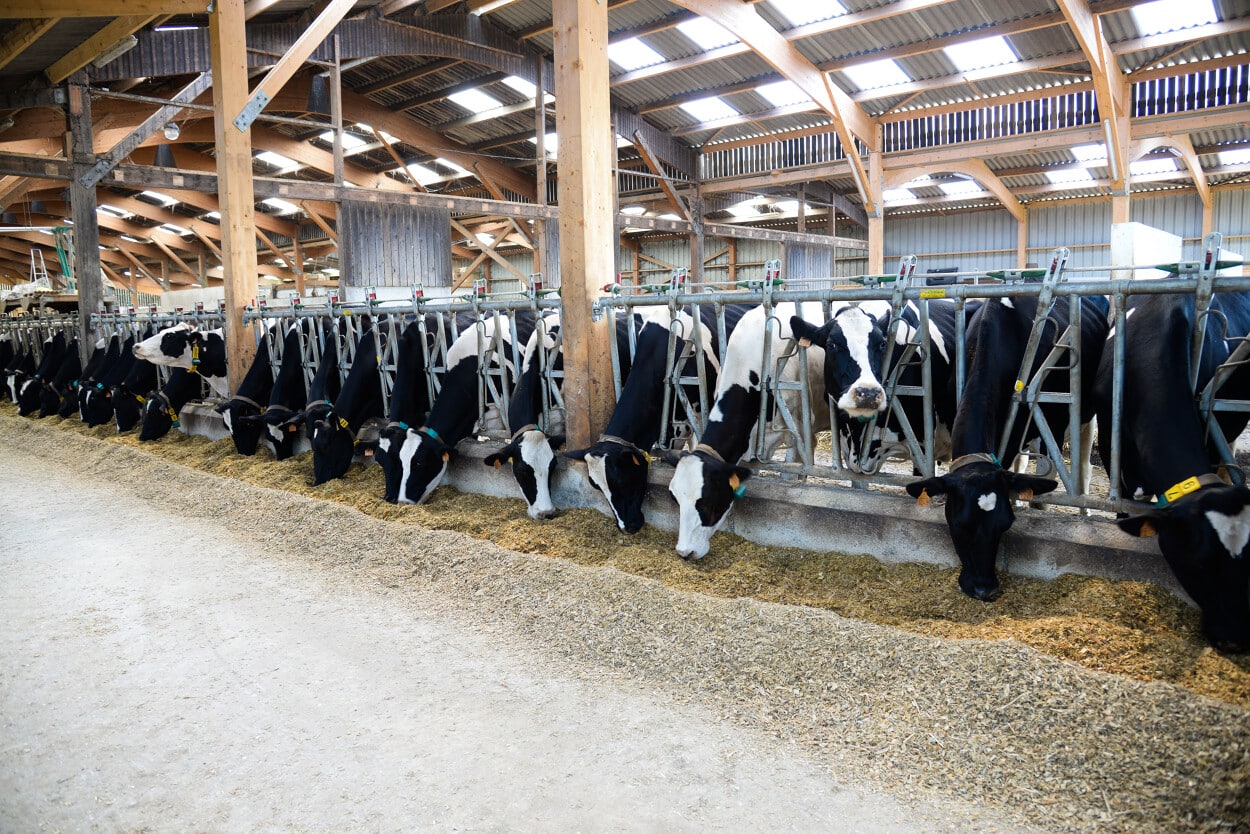 MAP Ruminants - Phosphea