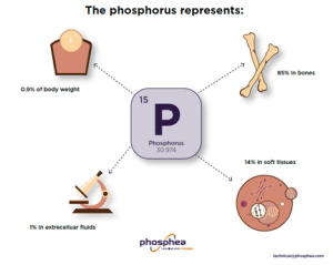 Phosphorus is one of the most important minerals in animal nutrition ...