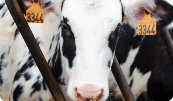 Notre Histoire - Phosphea