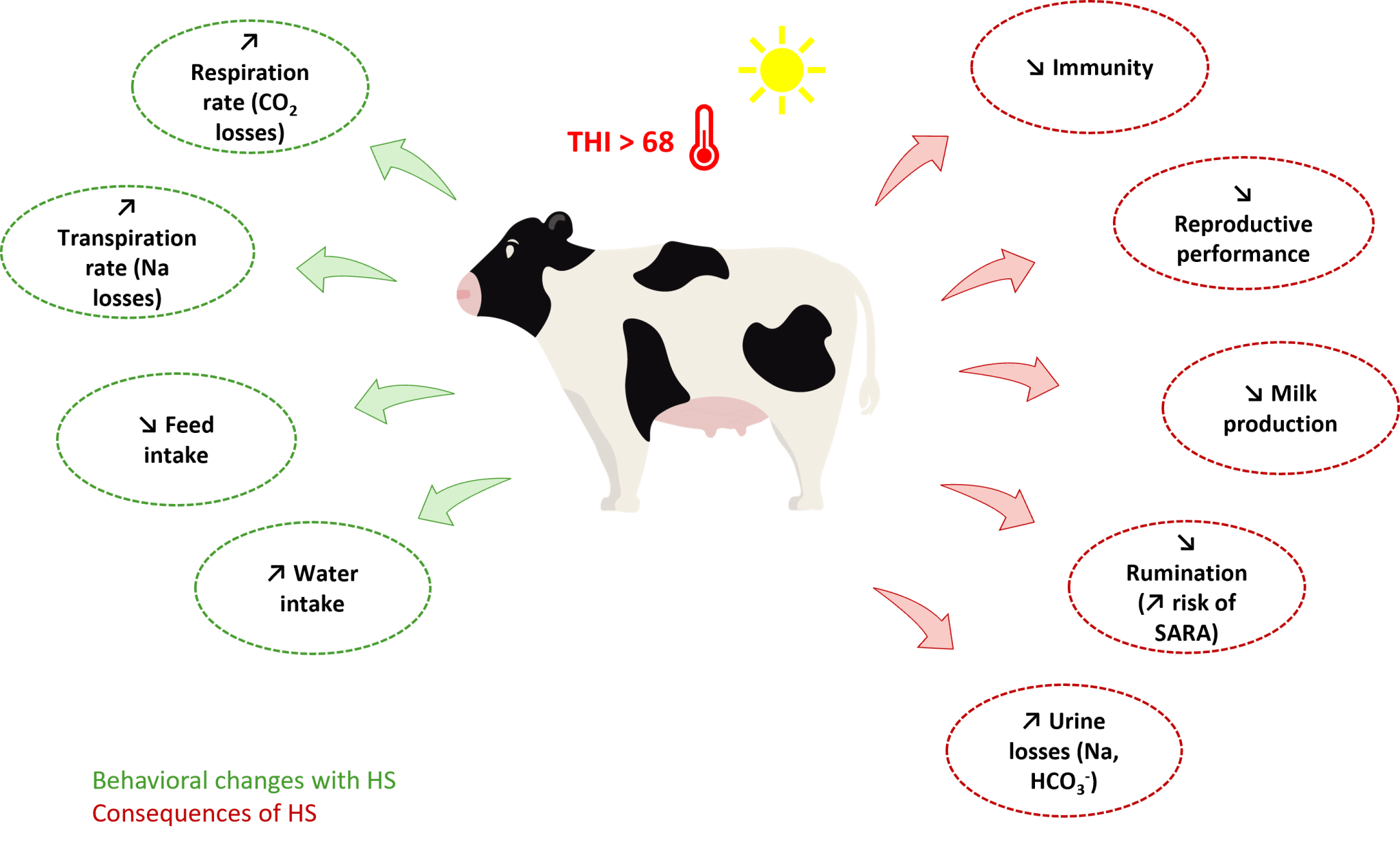 How to manage heat stress in ruminants? - Phosphea