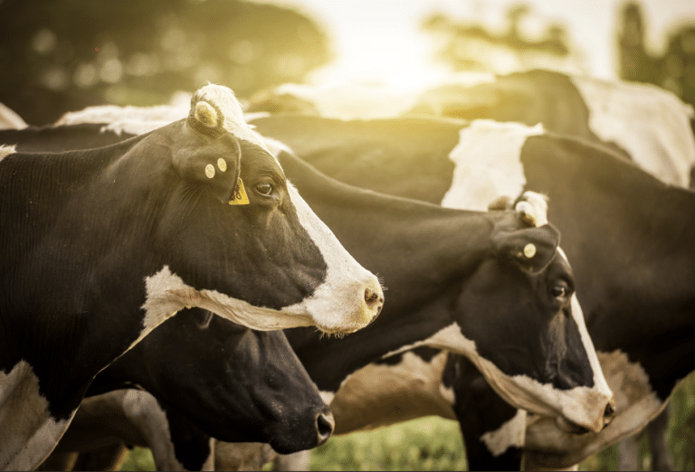 Phosphea - Macro-mineral based nutritional solutions