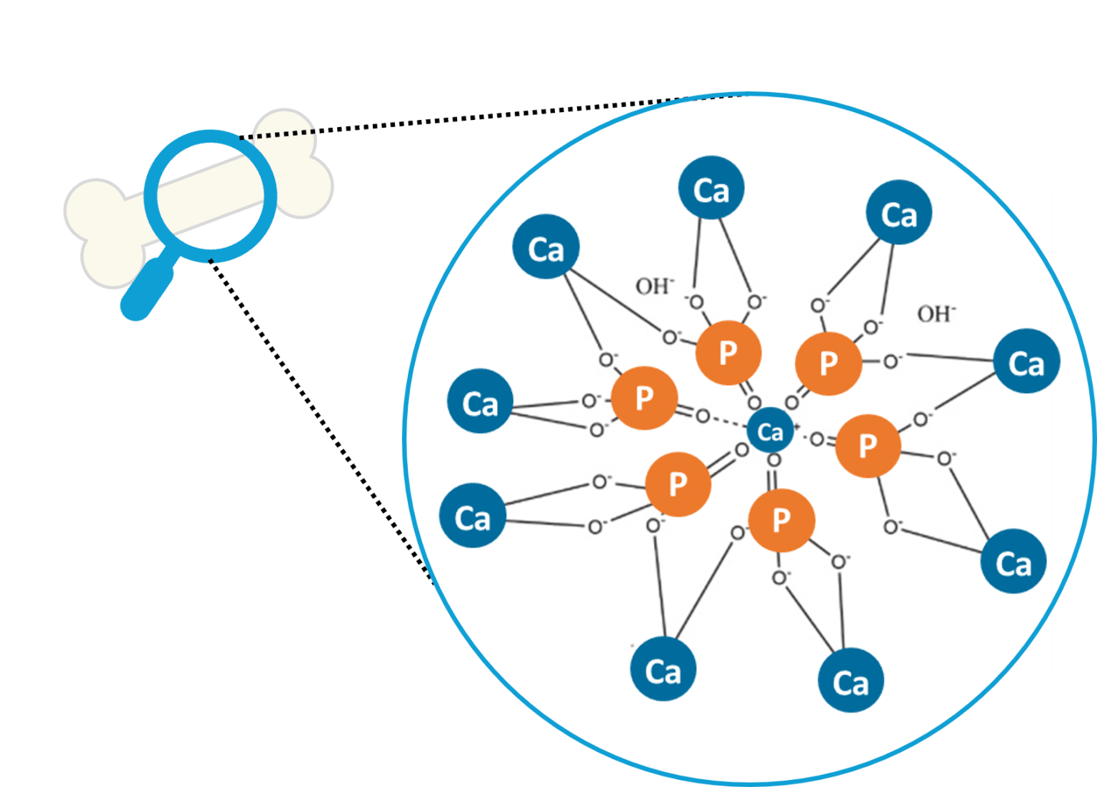 A ingestão de cálcio na dieta é necessária ou prejudicial para peixes e ...
