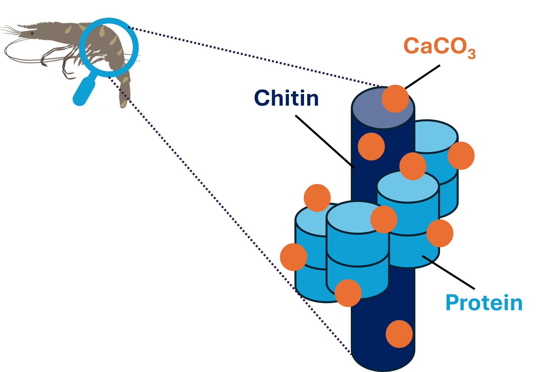 Is dietary calcium intake necessary in fish and shrimp or deleterious? - Phosphea