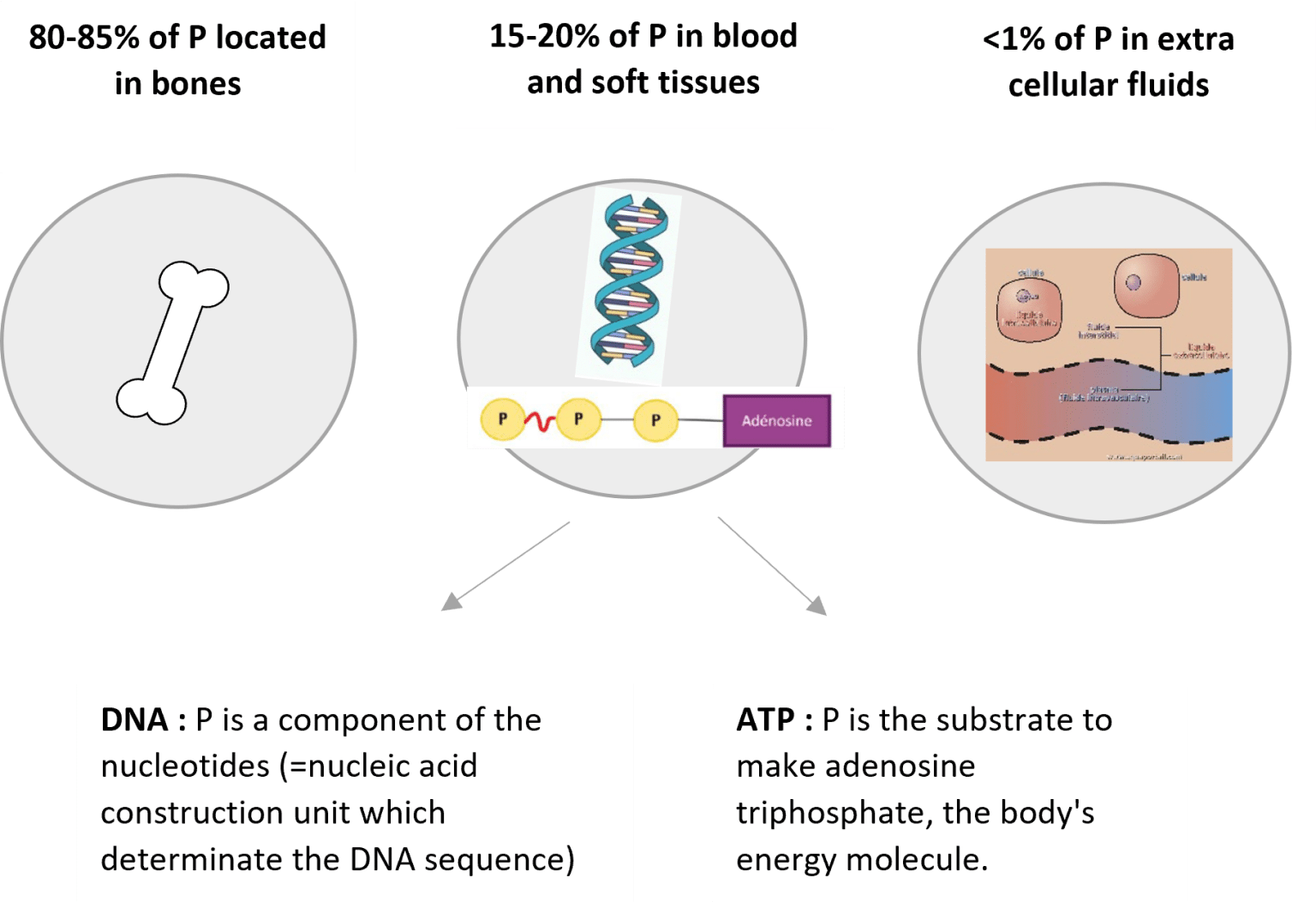 The power of the water-soluble phosphorus for the rumen activity - Phosphea
