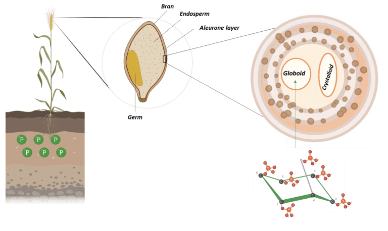 Breaking down phytate: Insights and remaining challenges in poultry ...