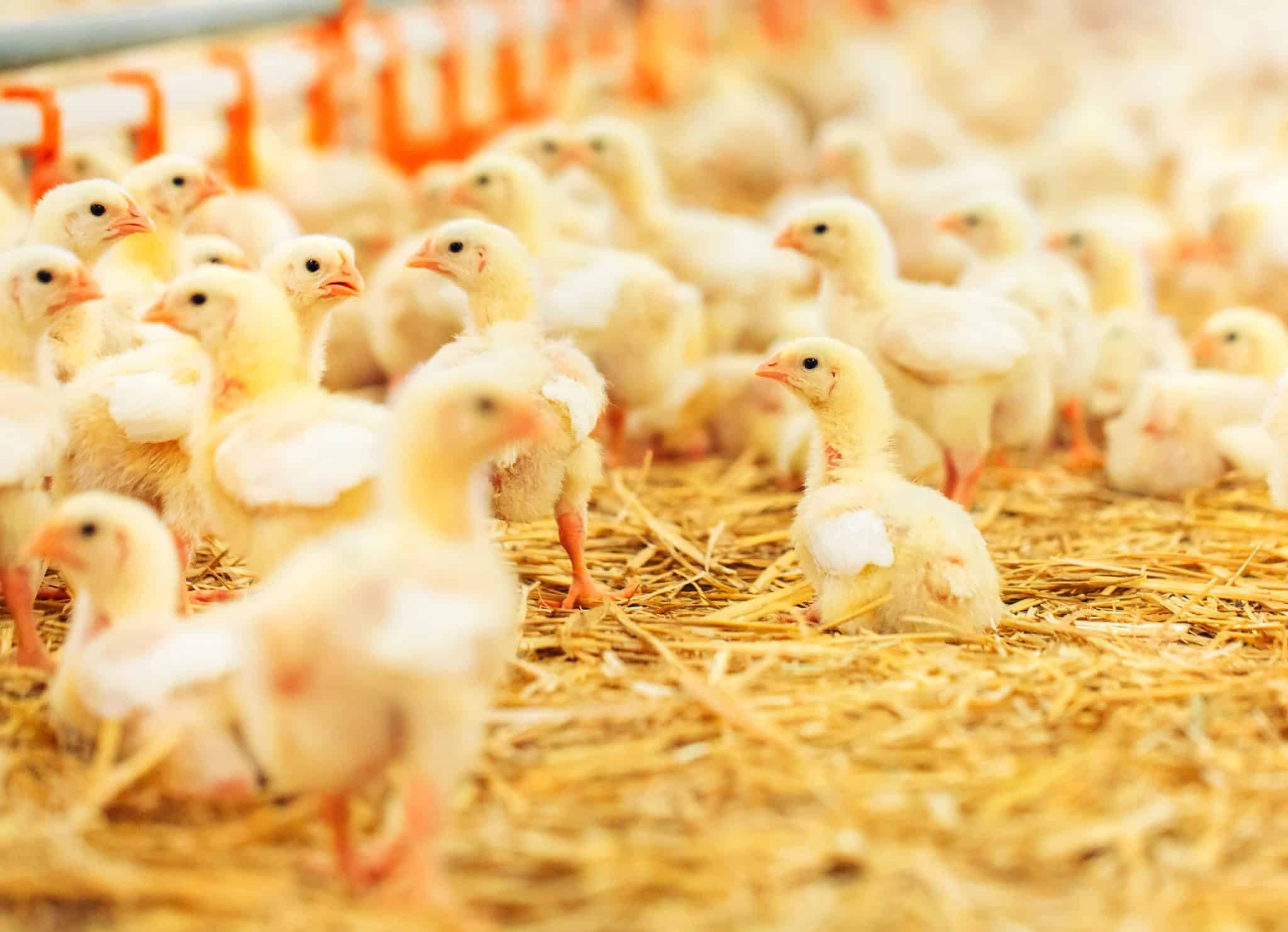 intestinal integrity Archives - Phosphea